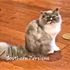 Southern Persians - Persian Cats, Persian Kittens, Pets, Persian Cats