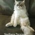 Southern Persians - Persian Cats, Persian Kittens, Pets, Persian Cats