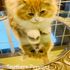 Southern Persians - Persian Cats, Persian Kittens, Pets, Persian Cats