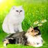 Southern Persians - Persian Cats, Persian Kittens, Pets, Persian Cats