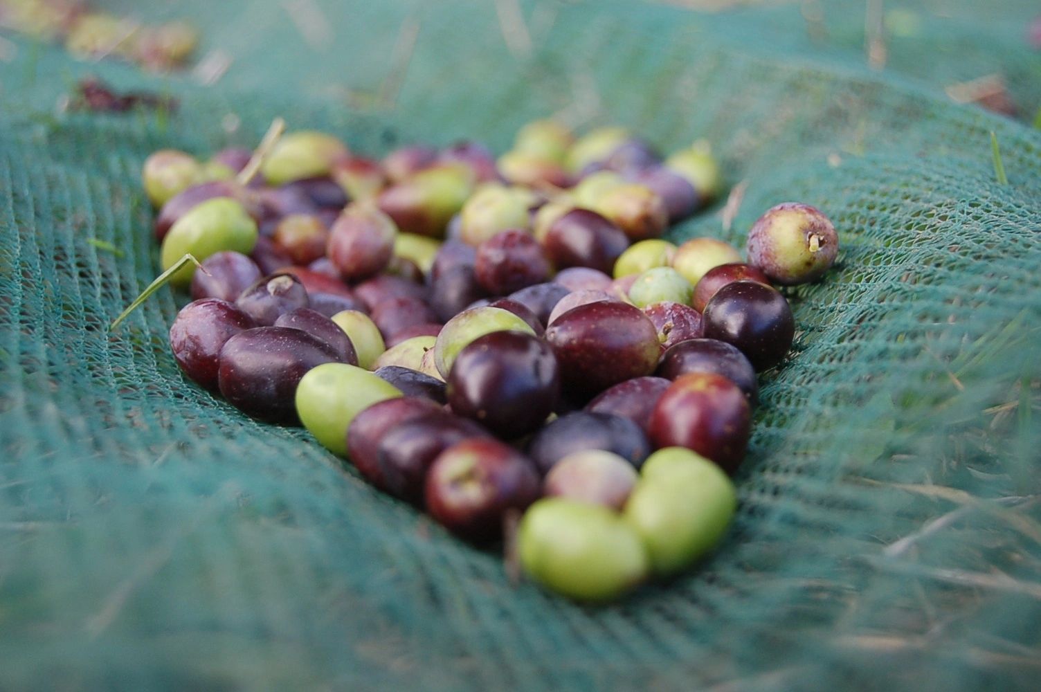Just Pressed Olive Oil - Extra-Virgin Olive Oil, Fresh From Italy