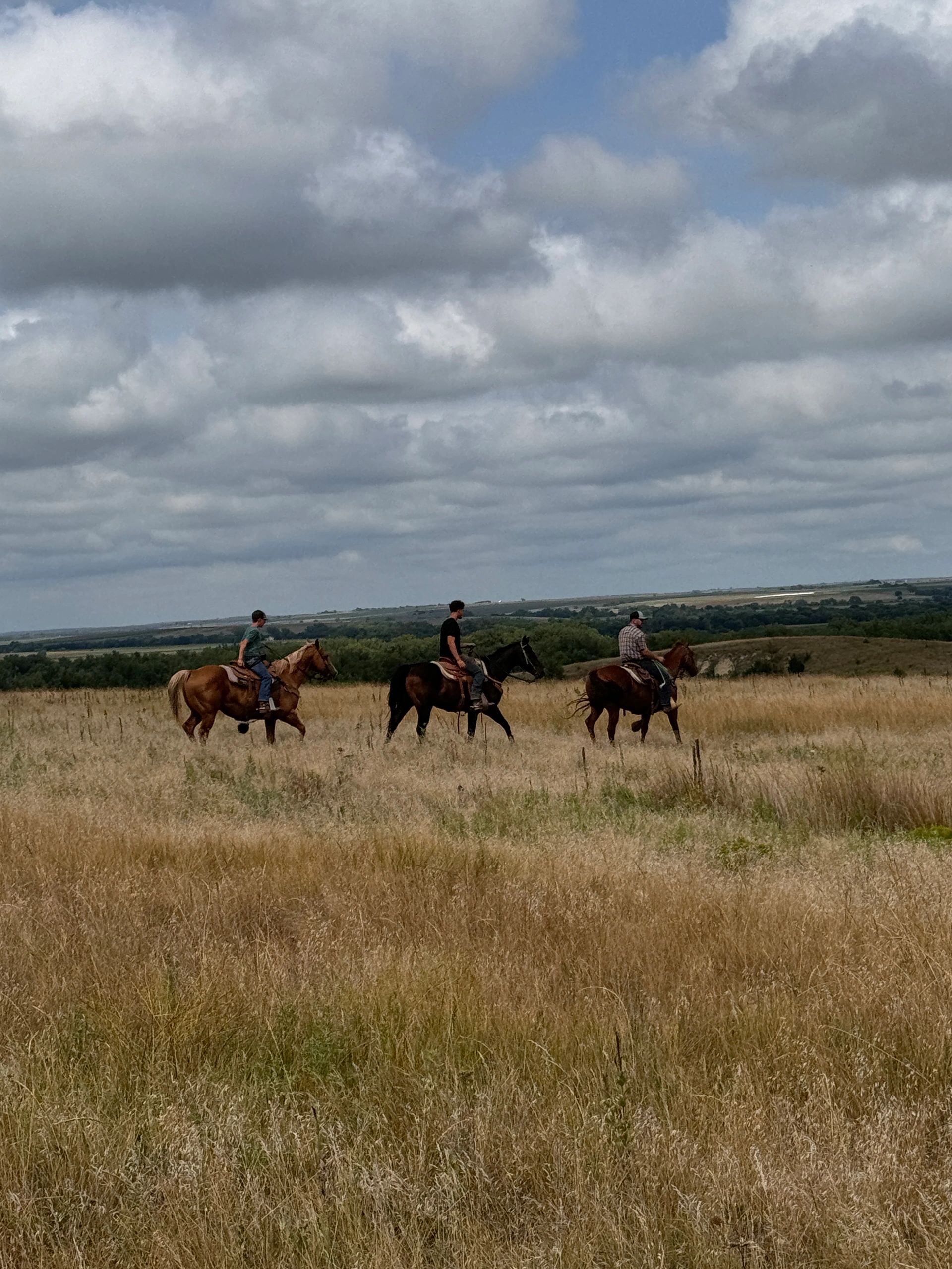 Swanson Cattle Company