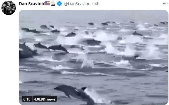 Dan Dolphins! Senate blocks Bill but watch how this plays out!