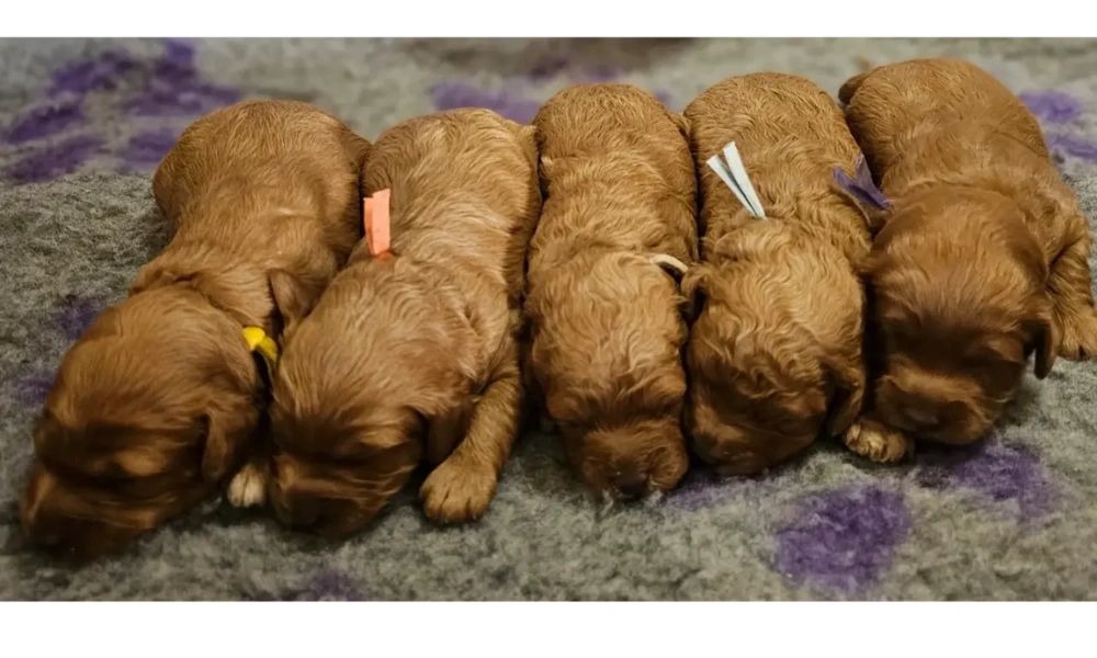Cavoodle Pups - Cavoodle Cuddles at Four Perfect Paws