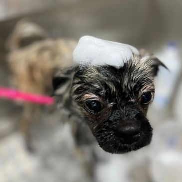 Posh Pups Grooming and Boutique