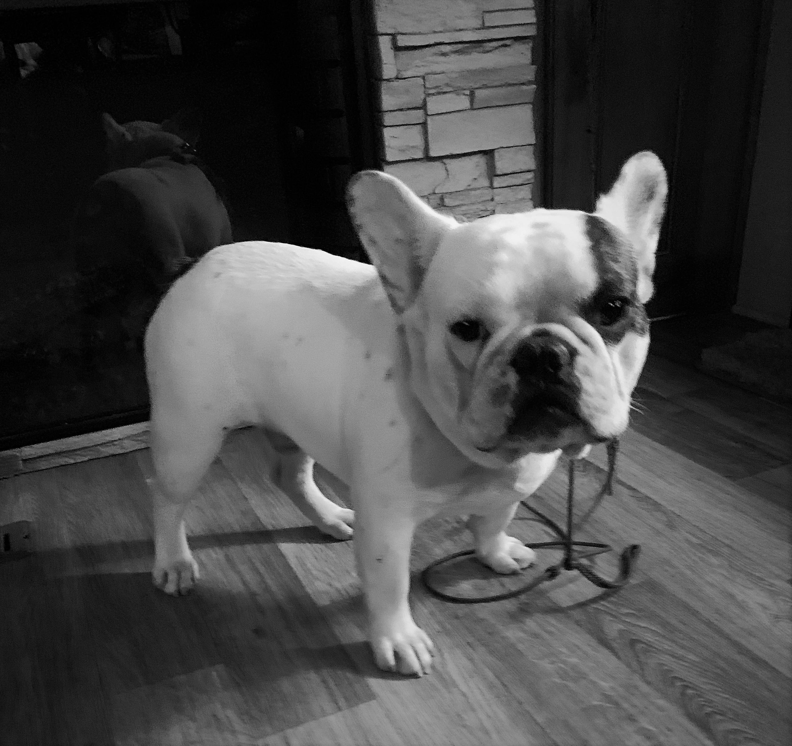 Happy Kennels - Retired, French Bulldog, Breeder | happy kennels