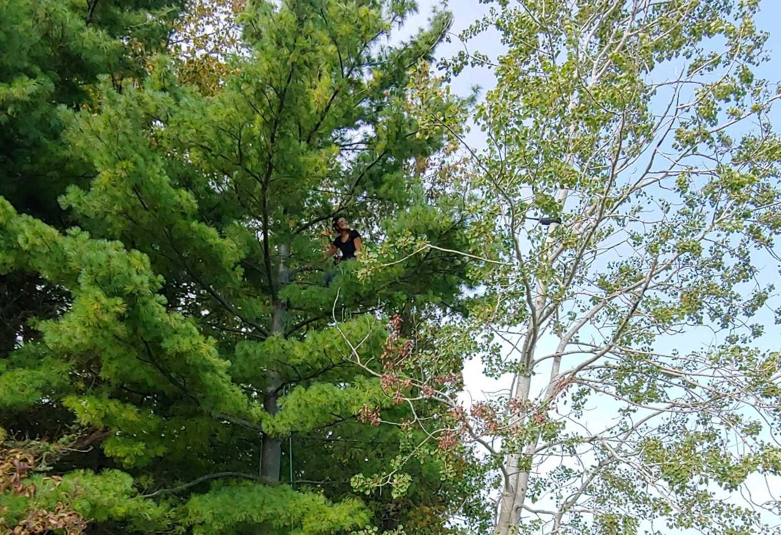 Ursa Minor Tree Care
