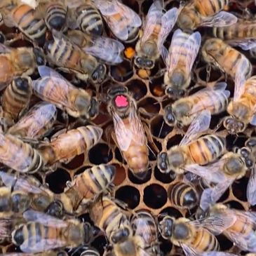 Queen Bees for Sale - Berry Lane Bees