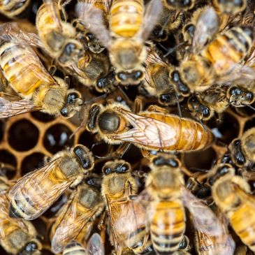 Queen Bees for Sale - Berry Lane Bees