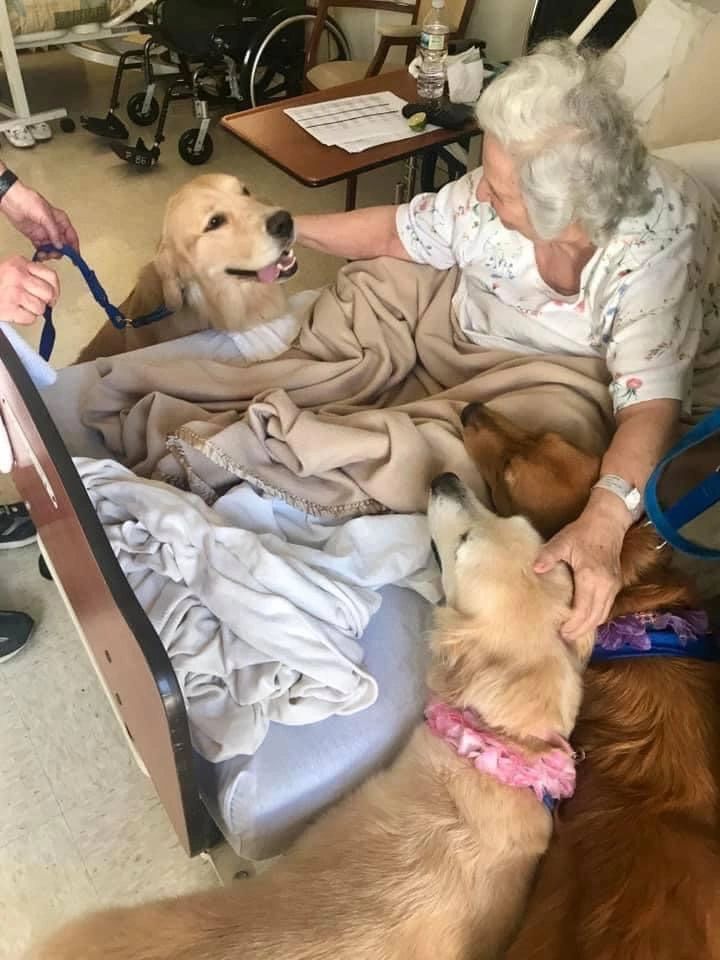 Certified Therapy Dog Training Near Me | New Bern Therapy Dog Training ...