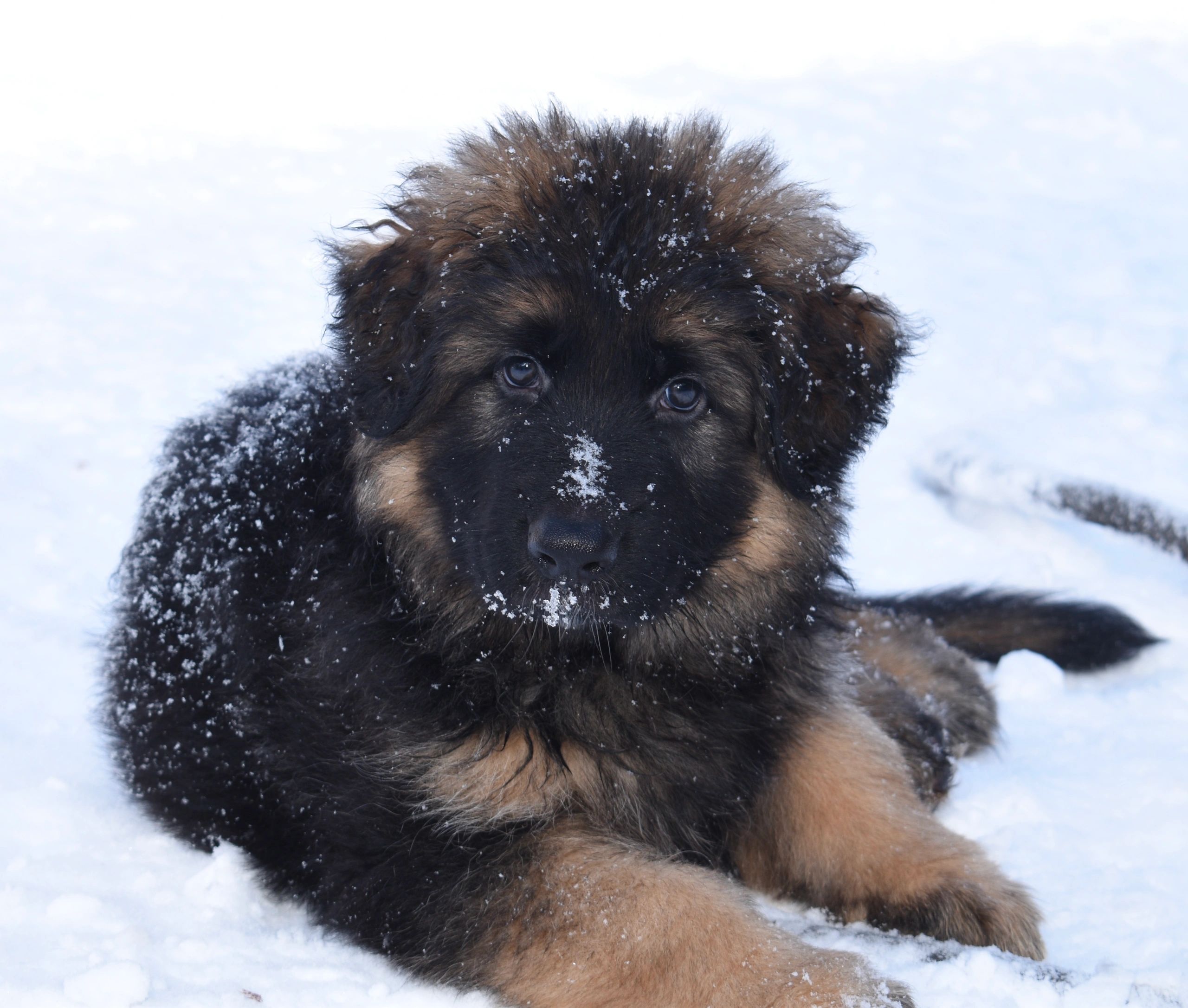 Puppy Culture | VanBlargan German Shepherds