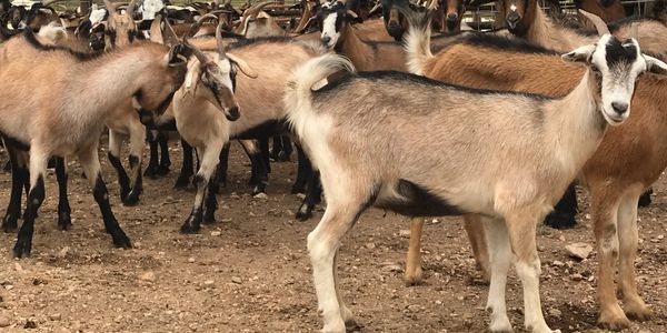 Cluck Ranch - Spanish Goats, Goat, Farm | Cluck Ranch
