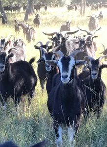 Cluck Ranch - Spanish Goats, Goat, Farm | Cluck Ranch