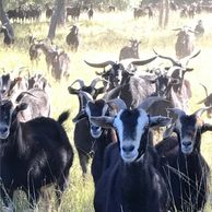Cluck Ranch - Red Angus Cattle, Spanish Goats, Sheep