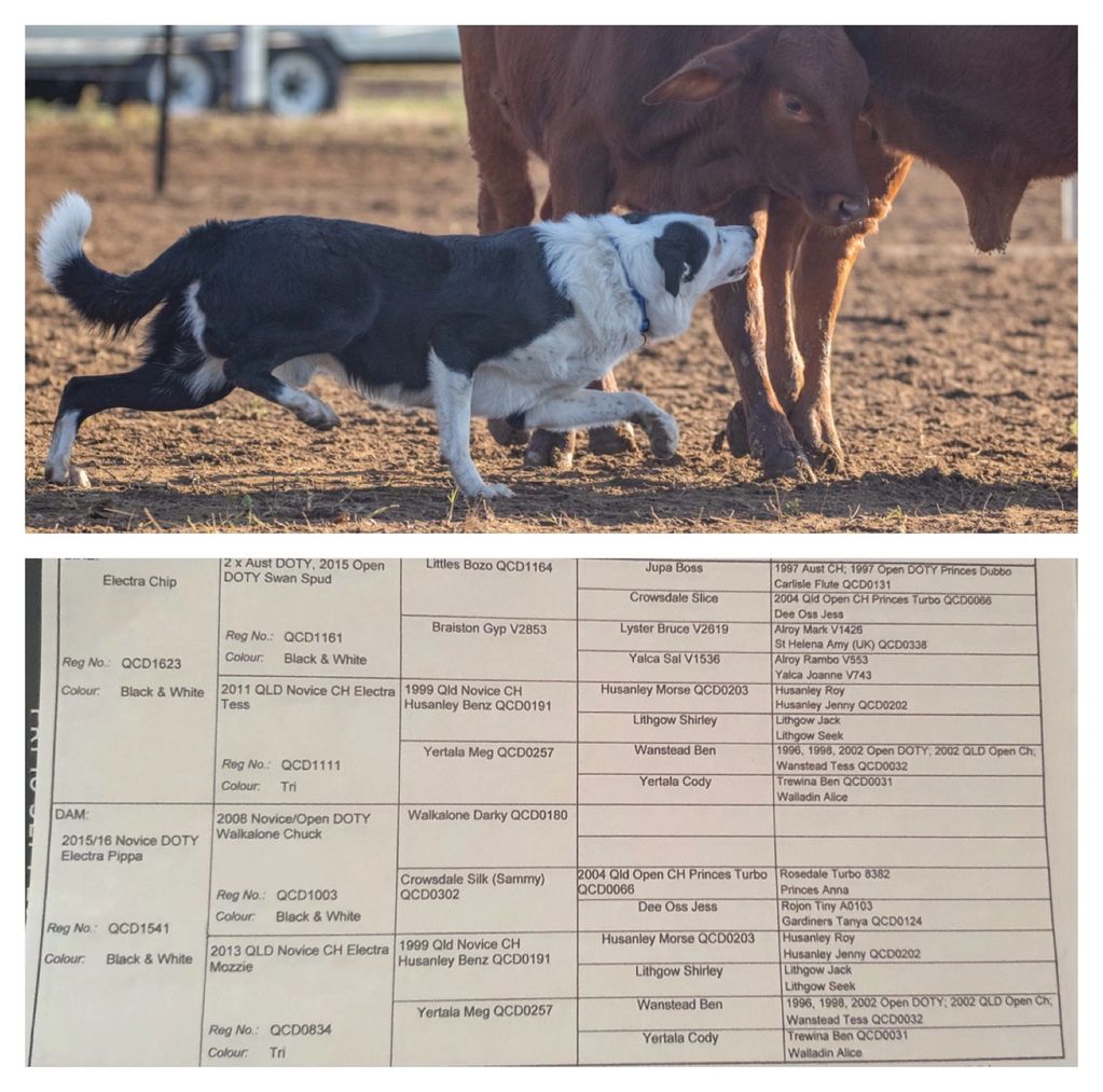 Working Stud Dogs - Working Stock Dogs Australia