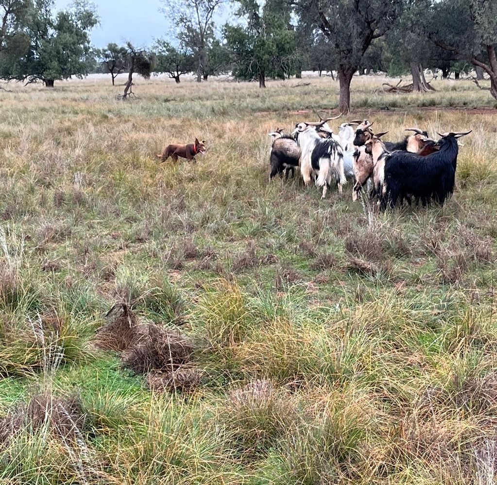 Working Dogs for Sale - Working Stock Dogs Australia