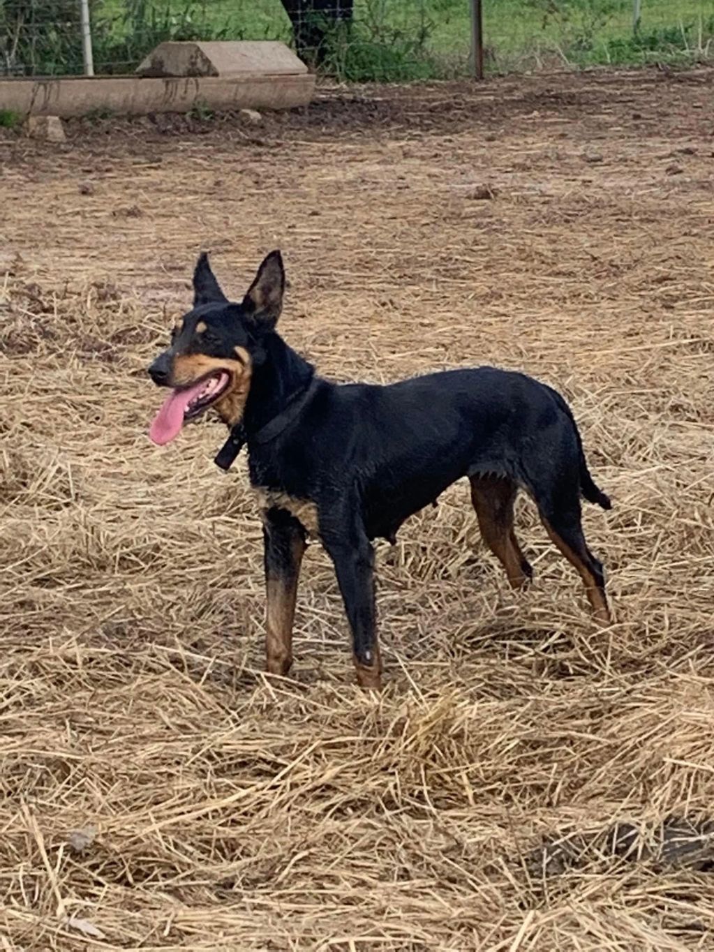 Working Dogs for Sale - Working Stock Dogs Australia