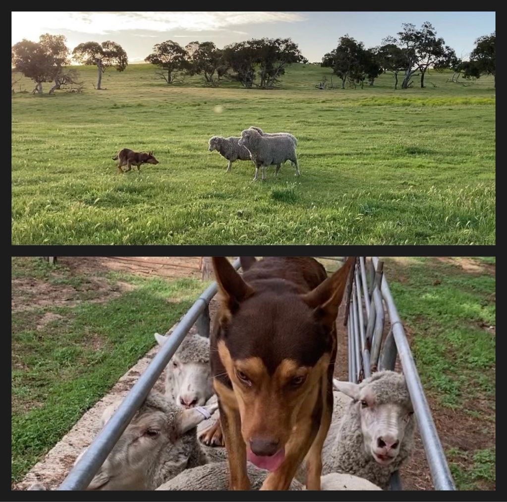 Working Dogs for Sale - Working Stock Dogs Australia