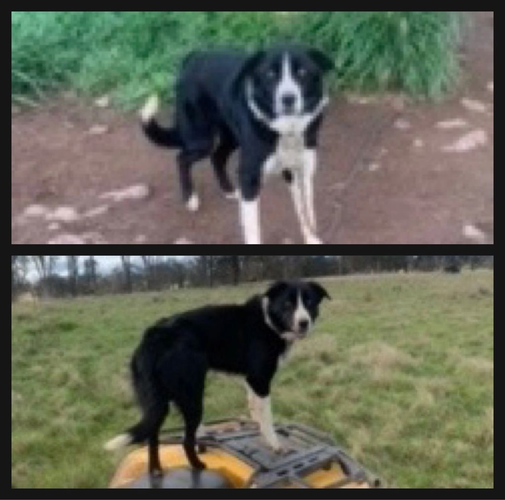 Going dogs | Working Stock Dogs Australia