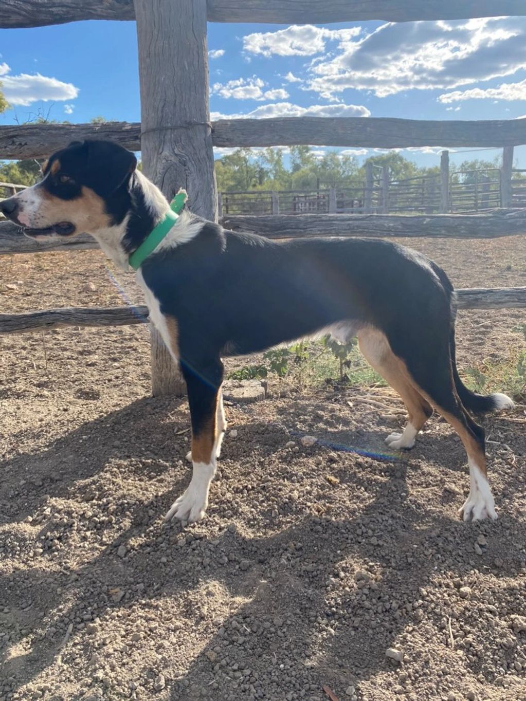 Working Dogs for Sale - Working Stock Dogs Australia