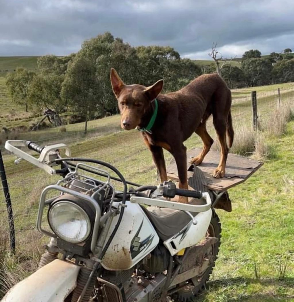 Working Dogs for Sale - Working Stock Dogs Australia