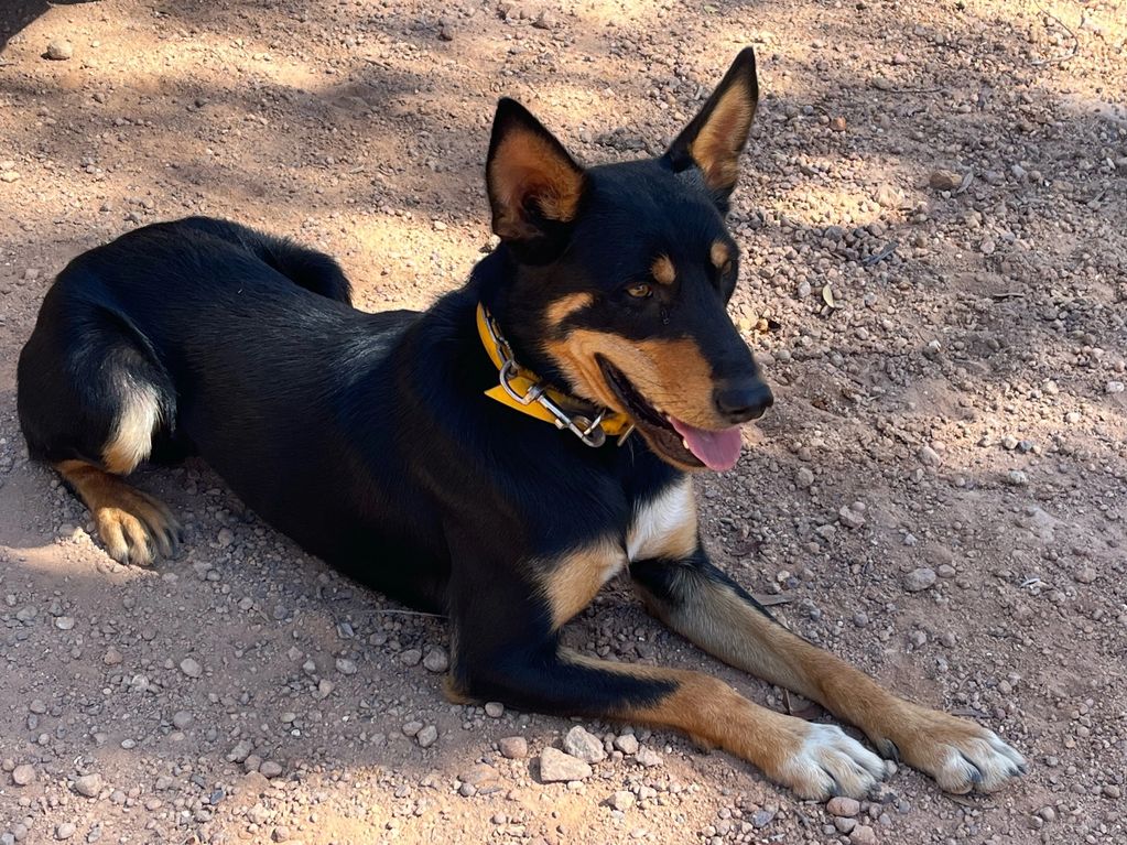 Working Dogs for Sale - Working Stock Dogs Australia