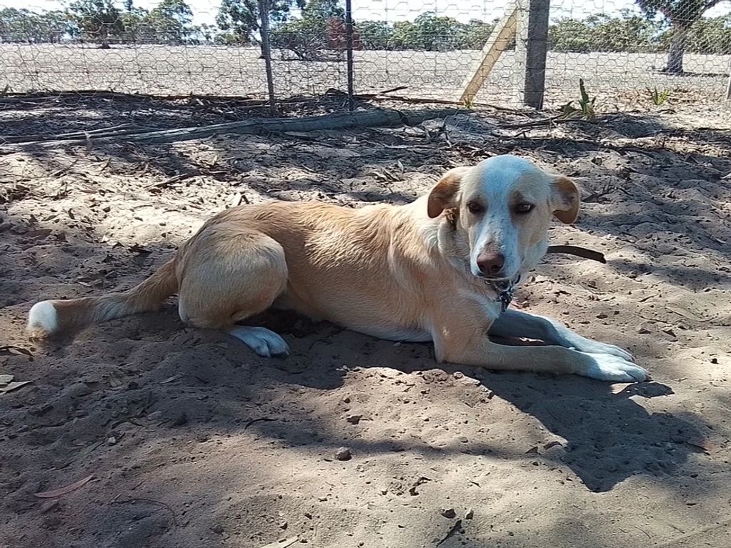 Working Dogs for Sale - Working Stock Dogs Australia