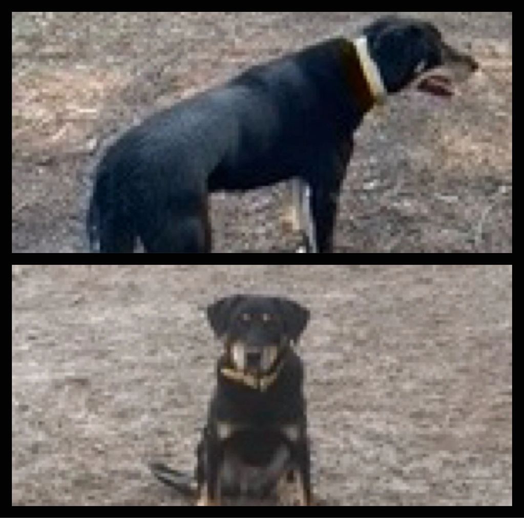 Working Dogs for Sale - Working Stock Dogs Australia