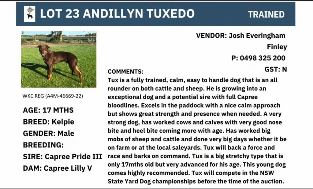 Working Dogs for Sale - Working Stock Dogs Australia