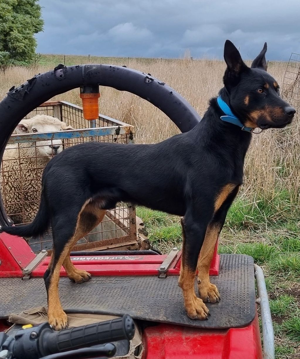 Working Dogs for Sale - Working Stock Dogs Australia