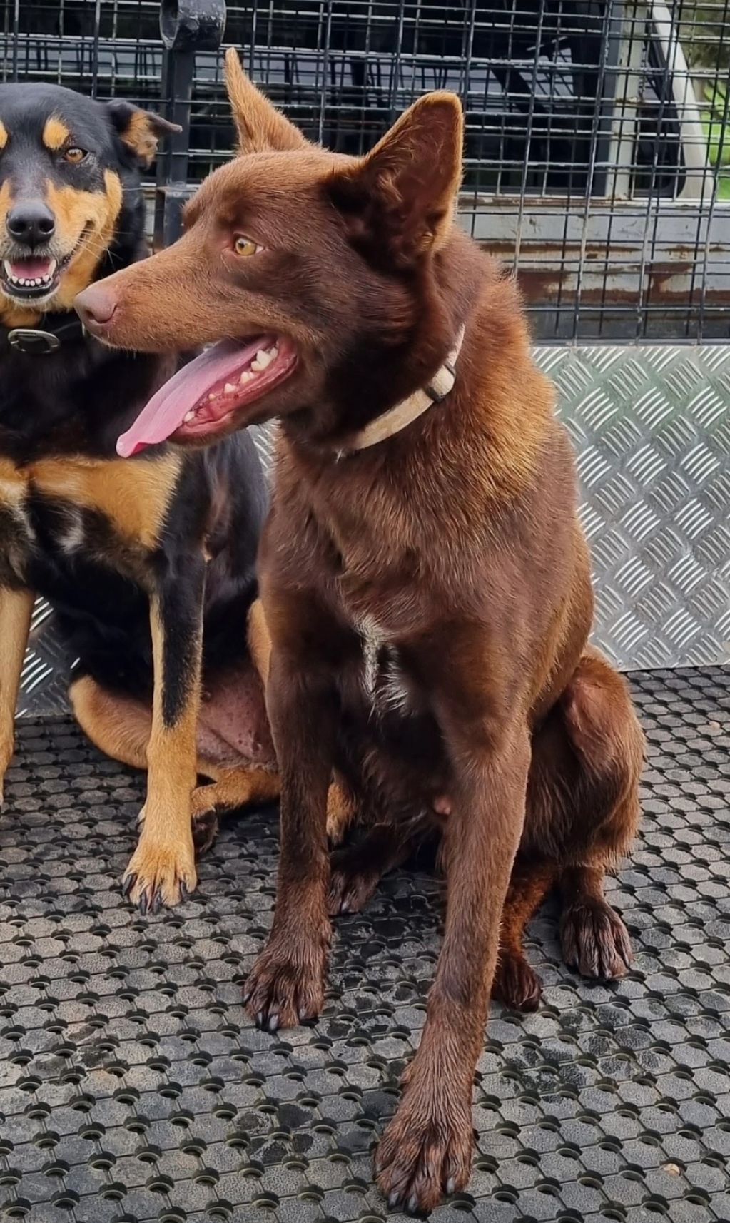 Working Dogs for Sale - Working Stock Dogs Australia