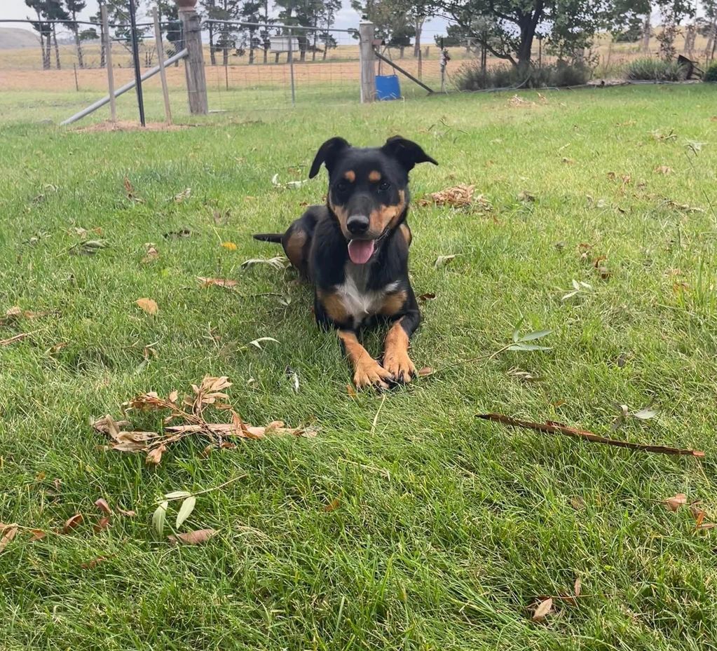 Working Dogs for Sale - Working Stock Dogs Australia