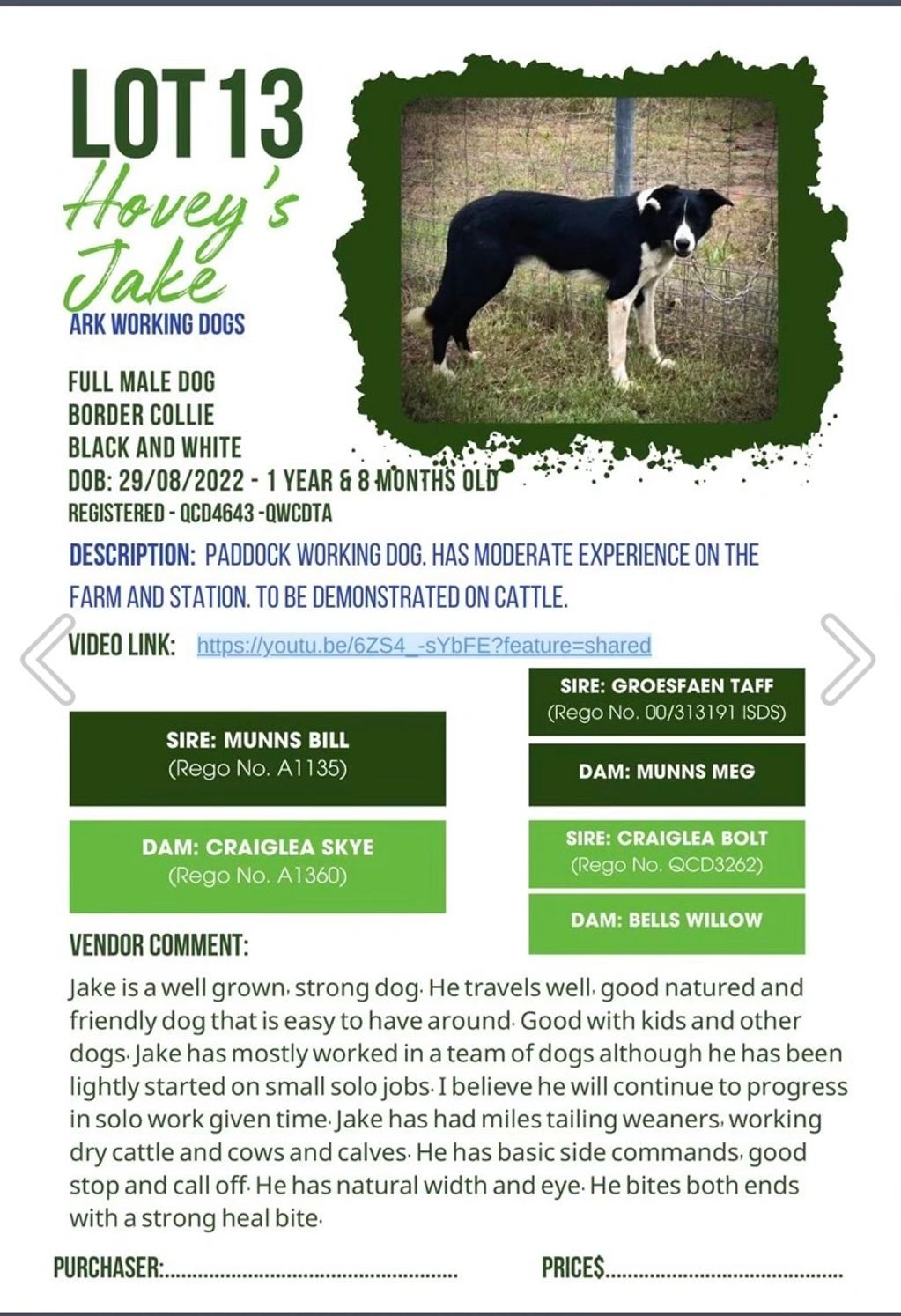 Working Dogs for Sale - Working Stock Dogs Australia