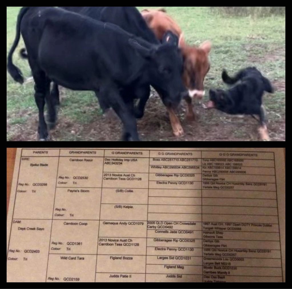 Working Dogs for Sale - Working Stock Dogs Australia