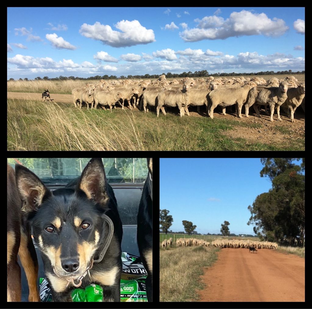 Working Dogs for Sale - Working Stock Dogs Australia