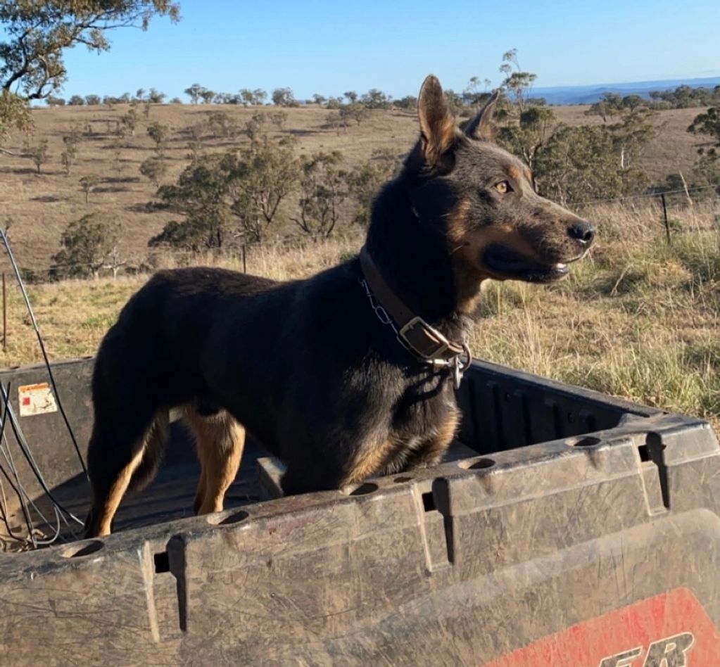 Working Dogs for Sale - Working Stock Dogs Australia