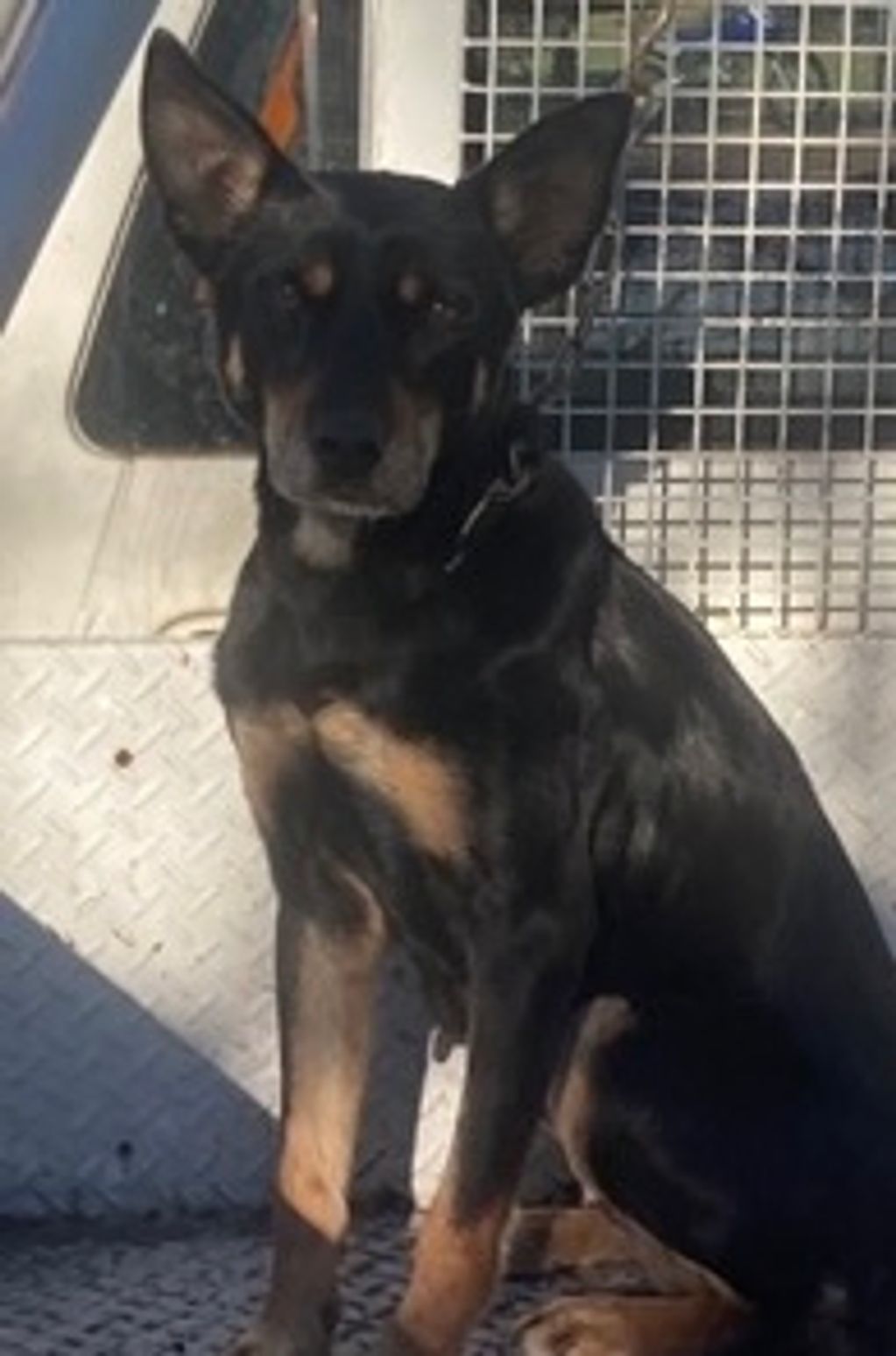 Working Dogs for Sale - Working Stock Dogs Australia