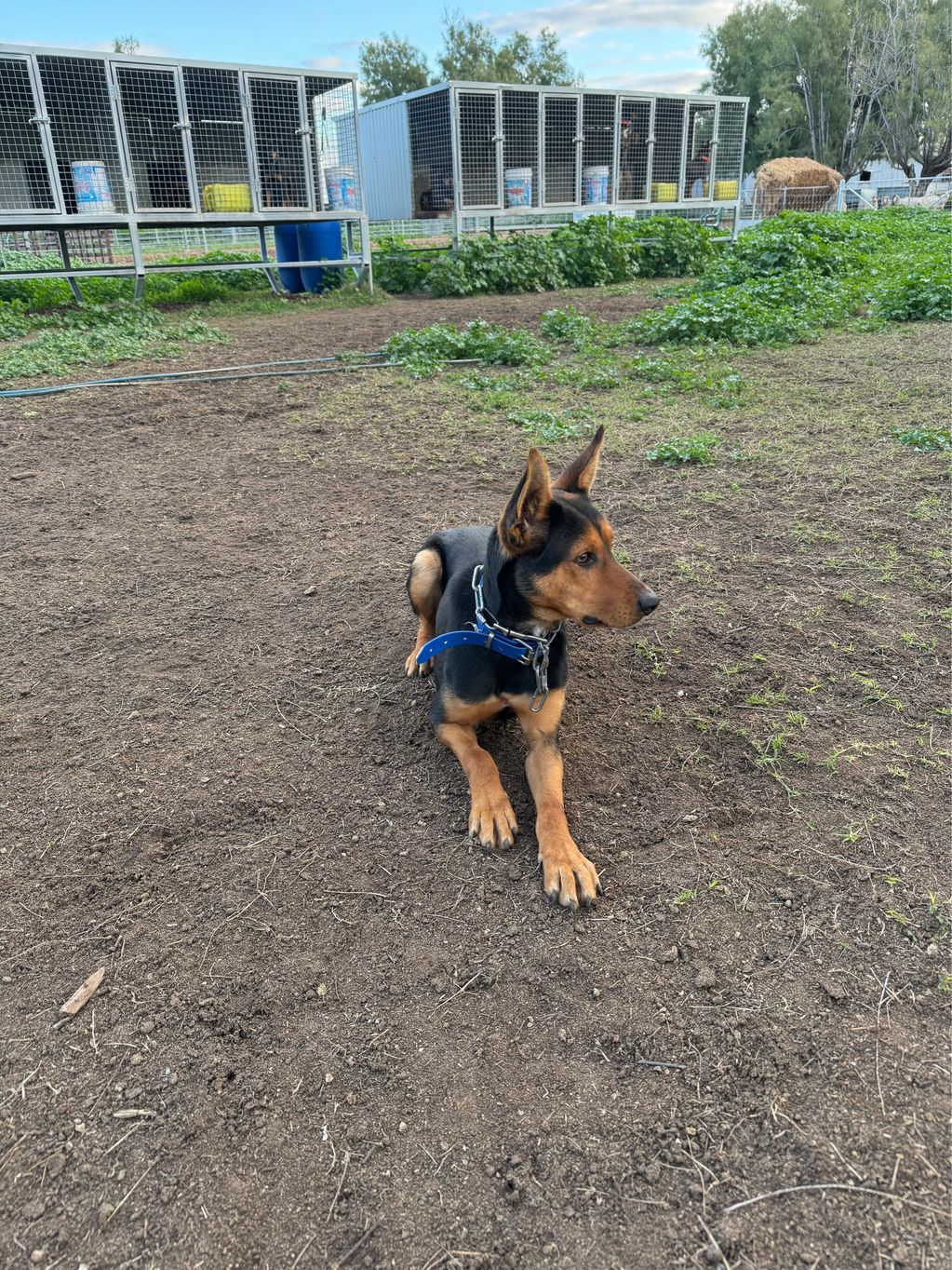 Working Dogs for Sale - Working Stock Dogs Australia