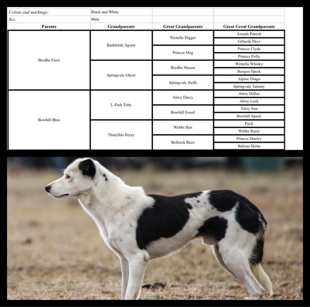 Working Dogs for Sale - Working Stock Dogs Australia