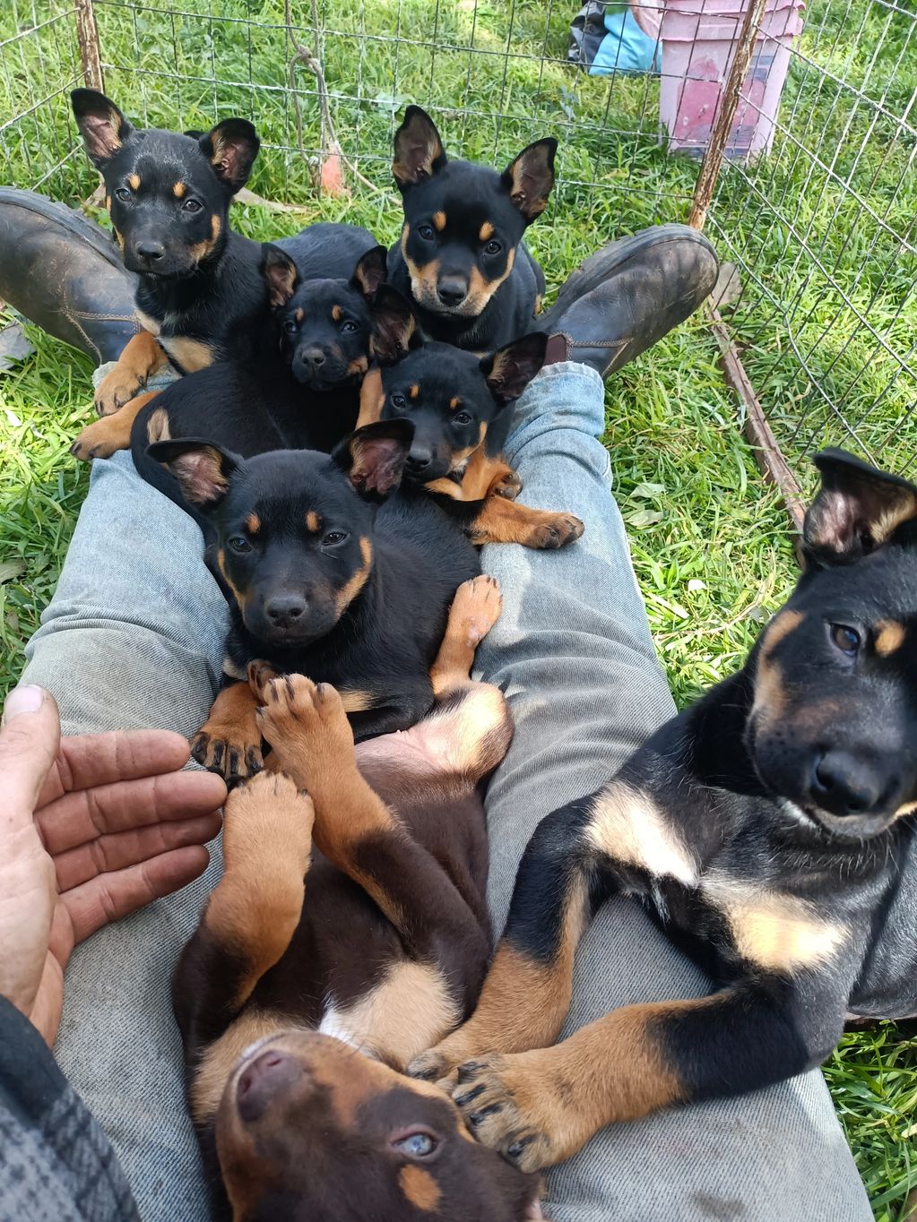 Working Bred Pups