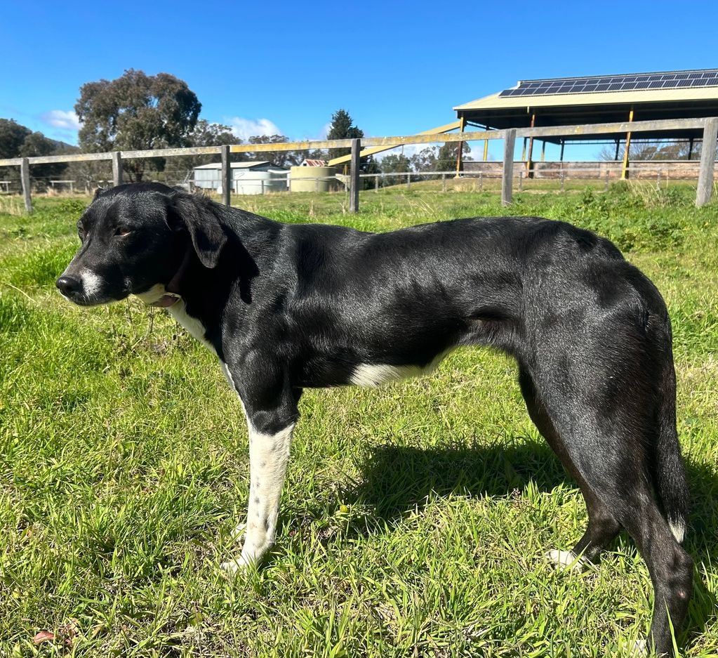 Working Dogs for Sale - Working Stock Dogs Australia