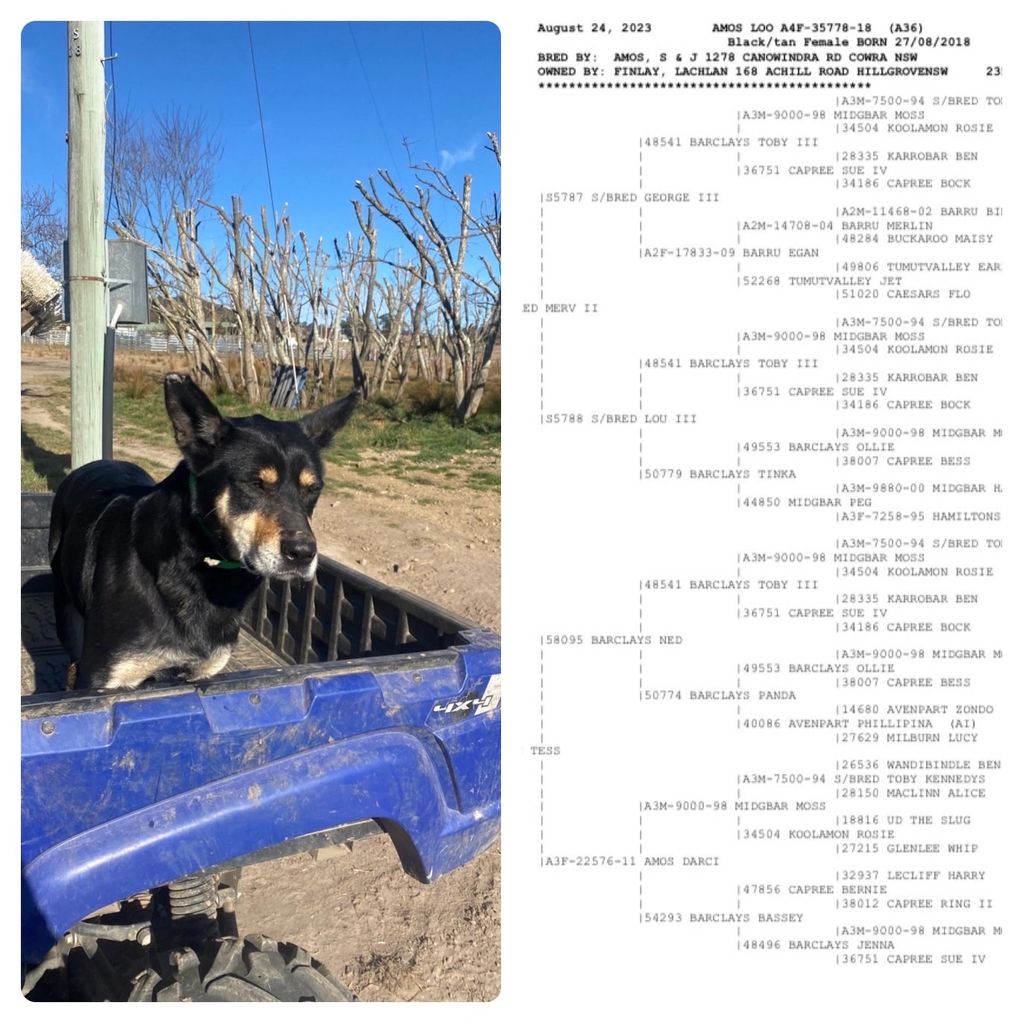 Working Dogs for Sale - Working Stock Dogs Australia