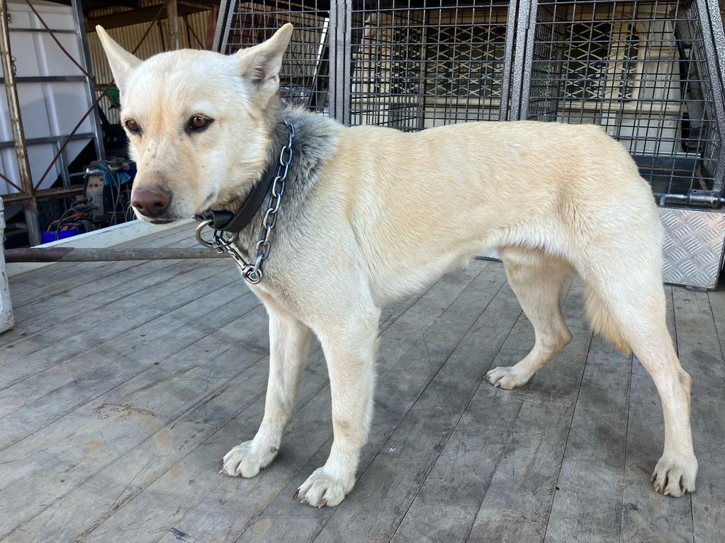 Working Dogs for Sale - Working Stock Dogs Australia