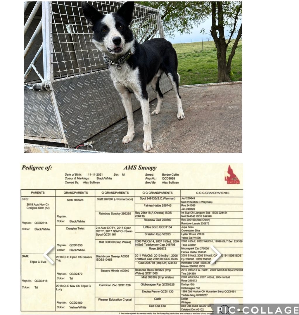 Working Dogs for Sale - Working Stock Dogs Australia