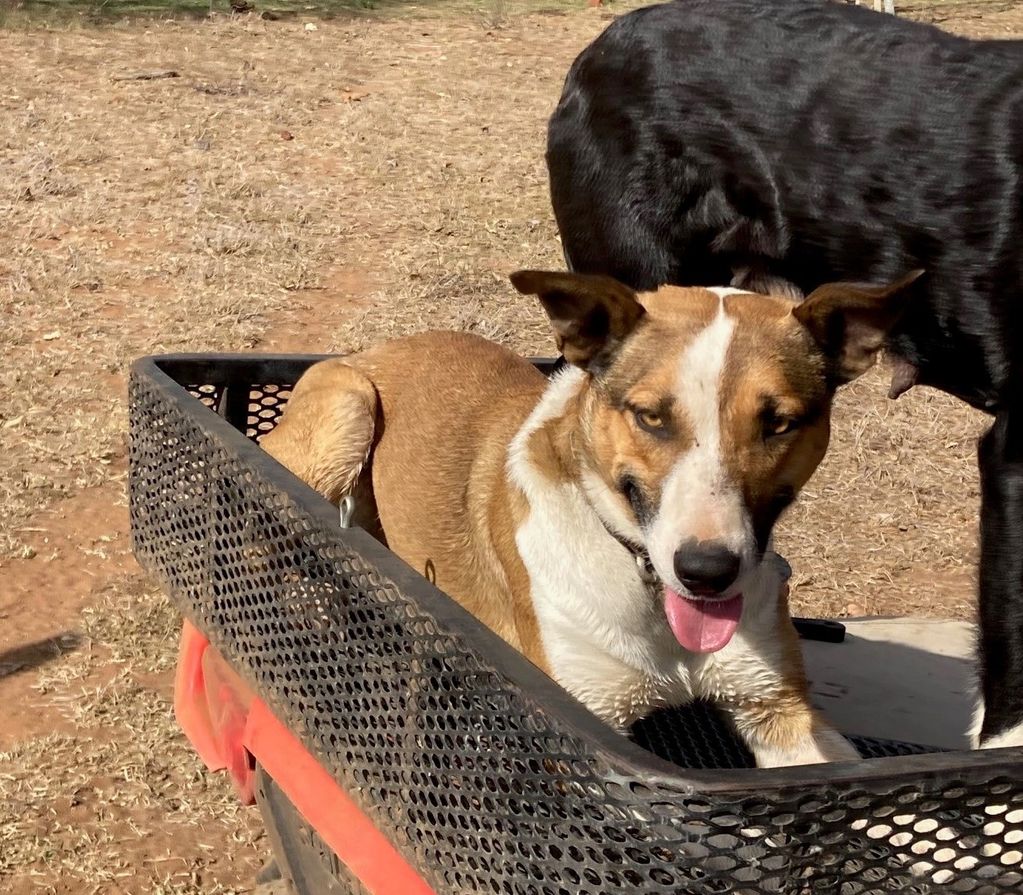 Working Dogs for Sale - Working Stock Dogs Australia