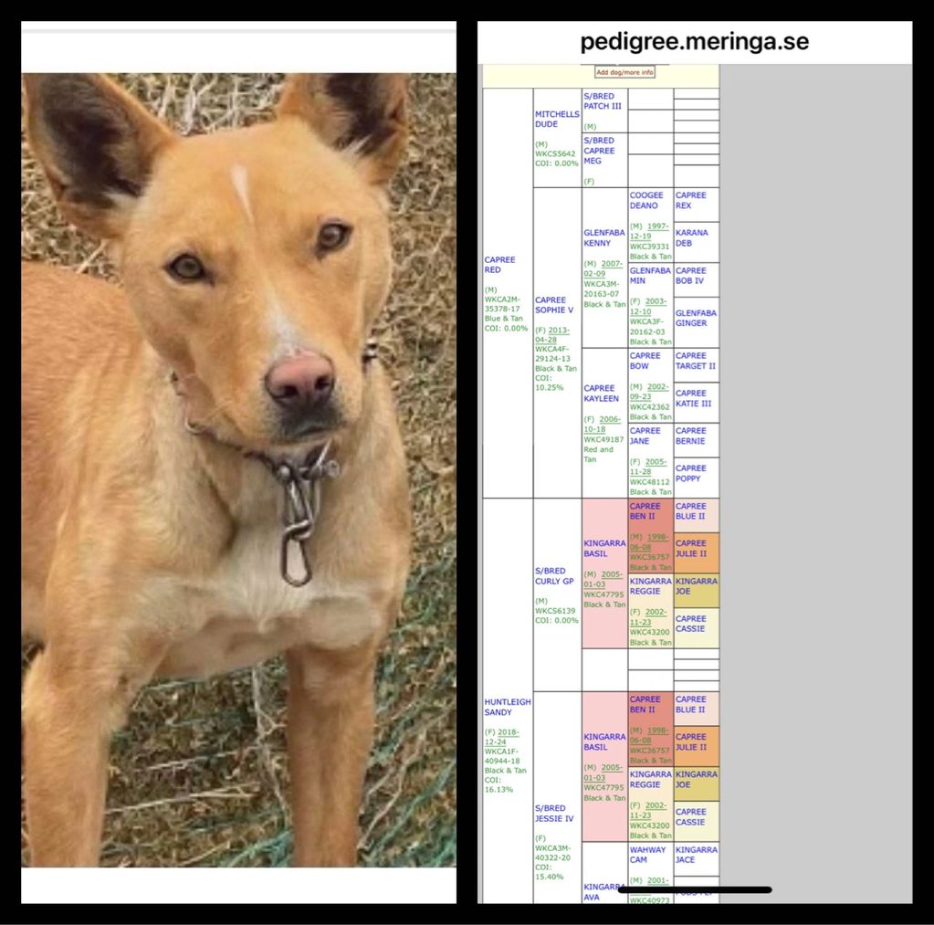 Working Dogs for Sale - Working Stock Dogs Australia