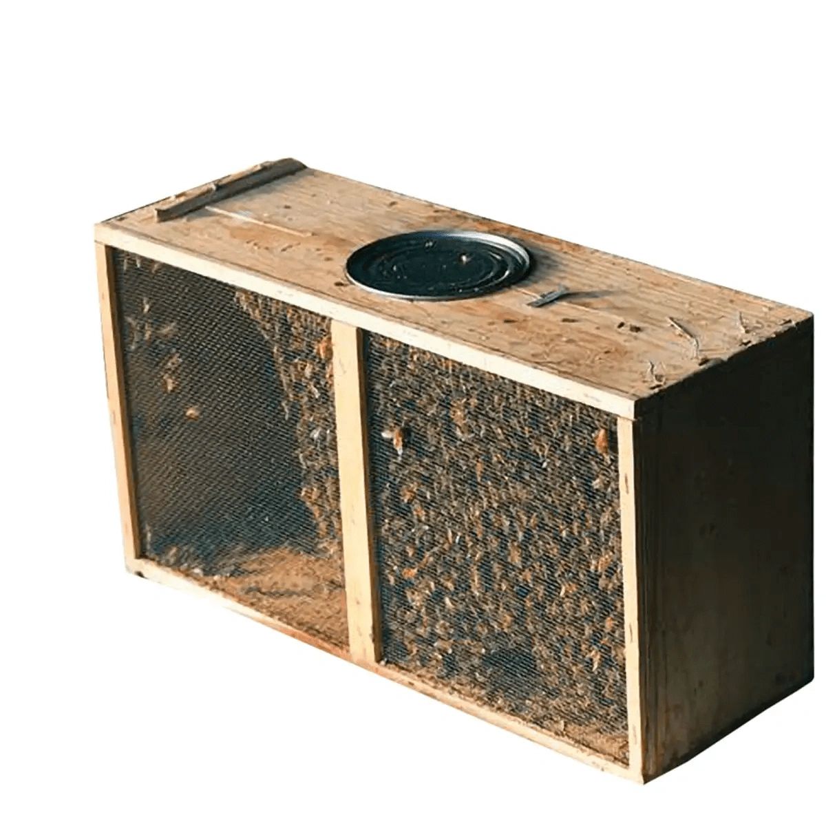 3LB PACKAGE BEES WITH MATED ITALIAN QUEEN