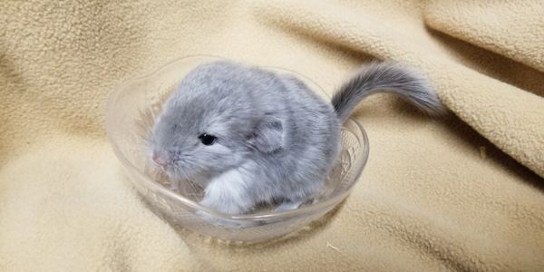 Chinchillas for Sale - Adorable Chins | Adorable Chins