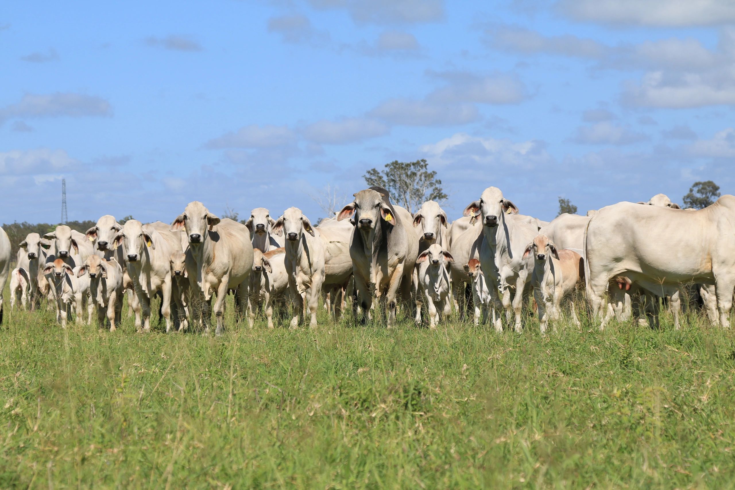 ABOUT US | The Carinya Garglen Sale