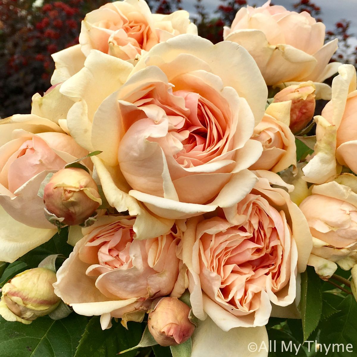 Jalbert Roses
